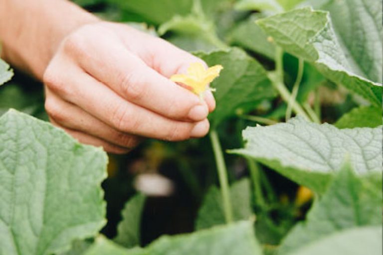 Discover Phuket’s First and Only Michelin Star Restaurant - PRU - Truly ...